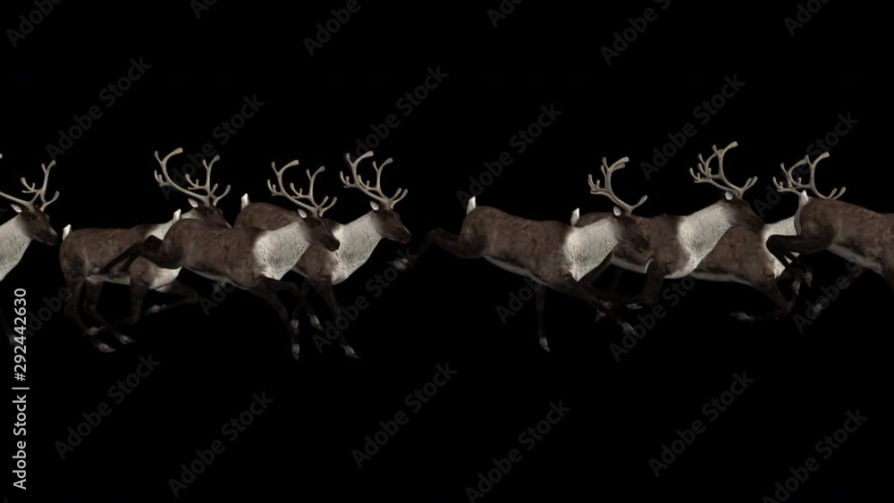 Reindeer herd running in line over screen. Realistic 3D animation loop ...