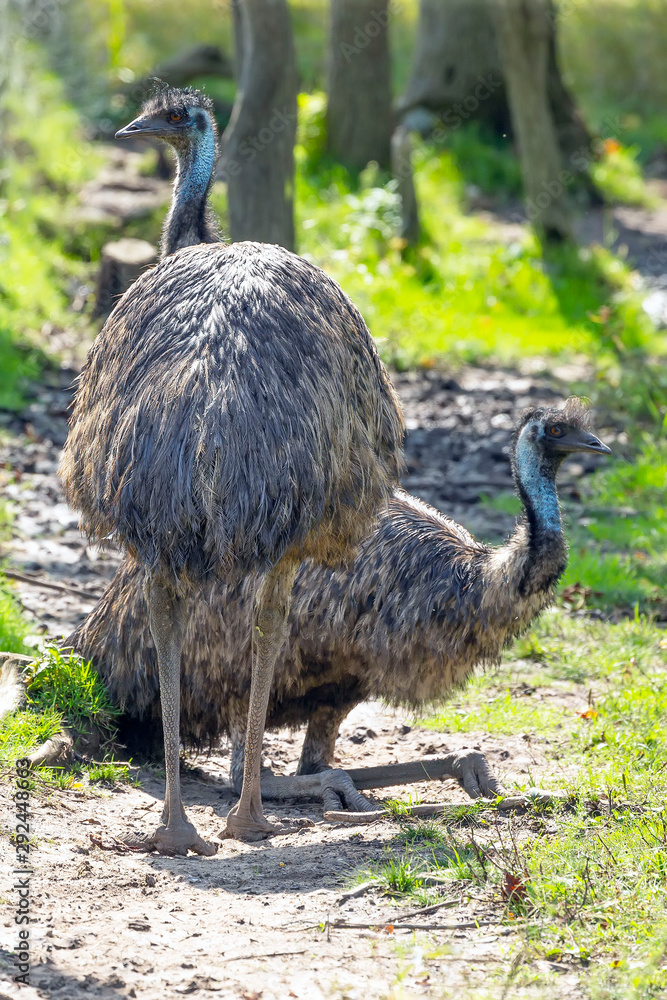 The Emu (Dromaius novaehollandiae), Australian largest native bird ...