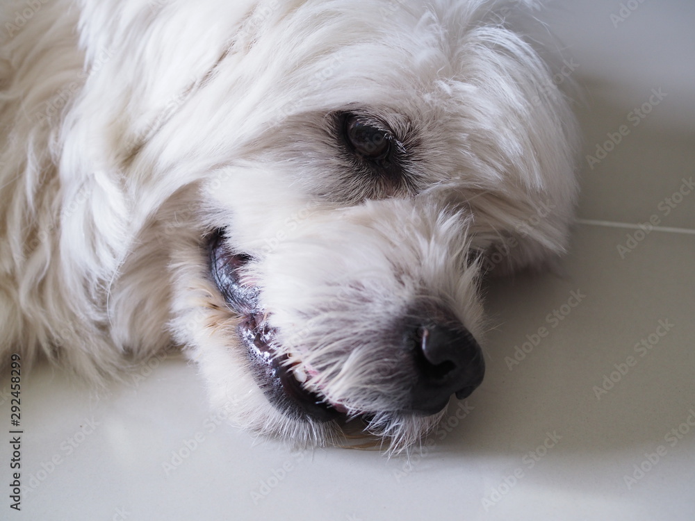 A Tired Dog Is A Good Dog Commercial