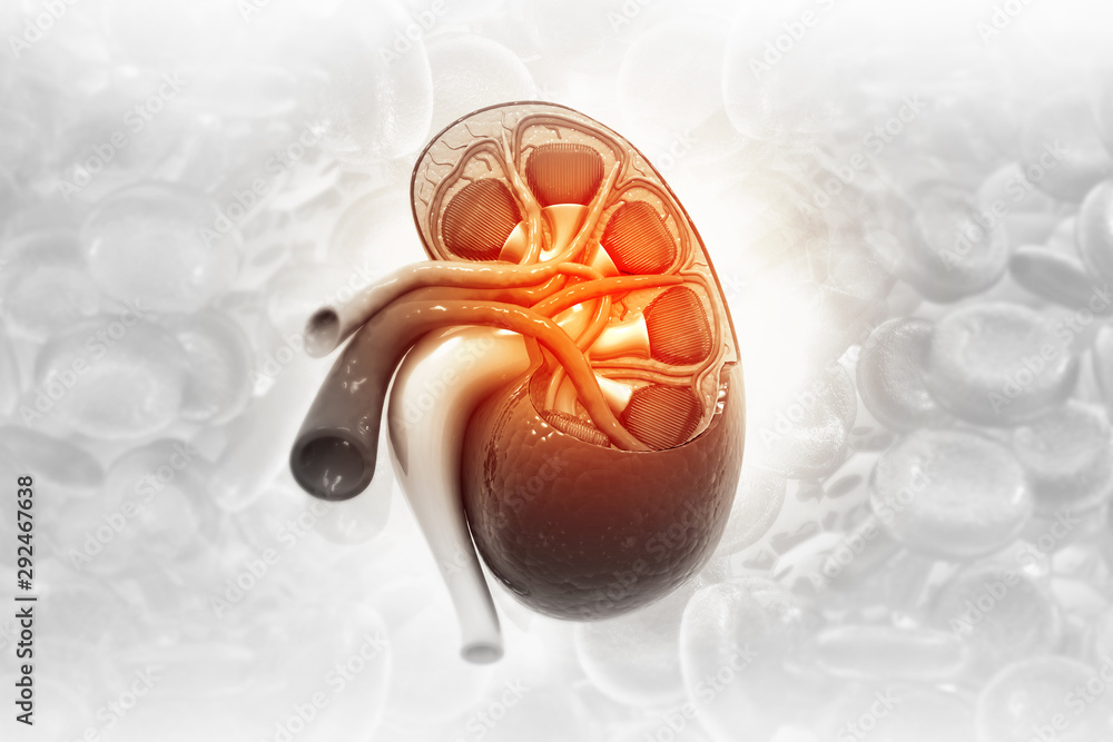 Human kidney anatomy on medical background. 3d illustration . Stock ...