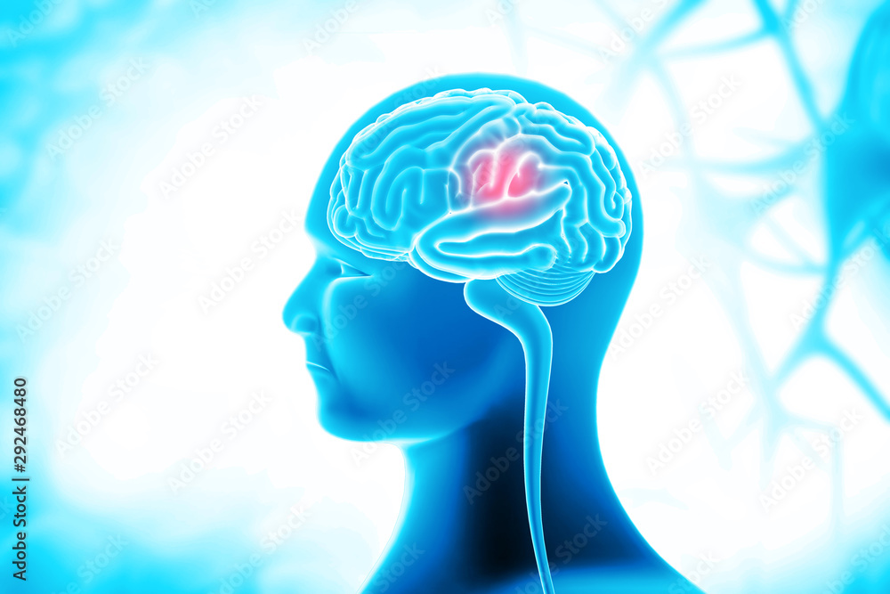 Human brain anatomy .Human brain diseases. Medical background. 3d ...