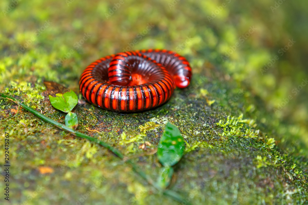 Rainforest millipede. Madagascan Fire Millipede, pres. Aphistogoniulus ...