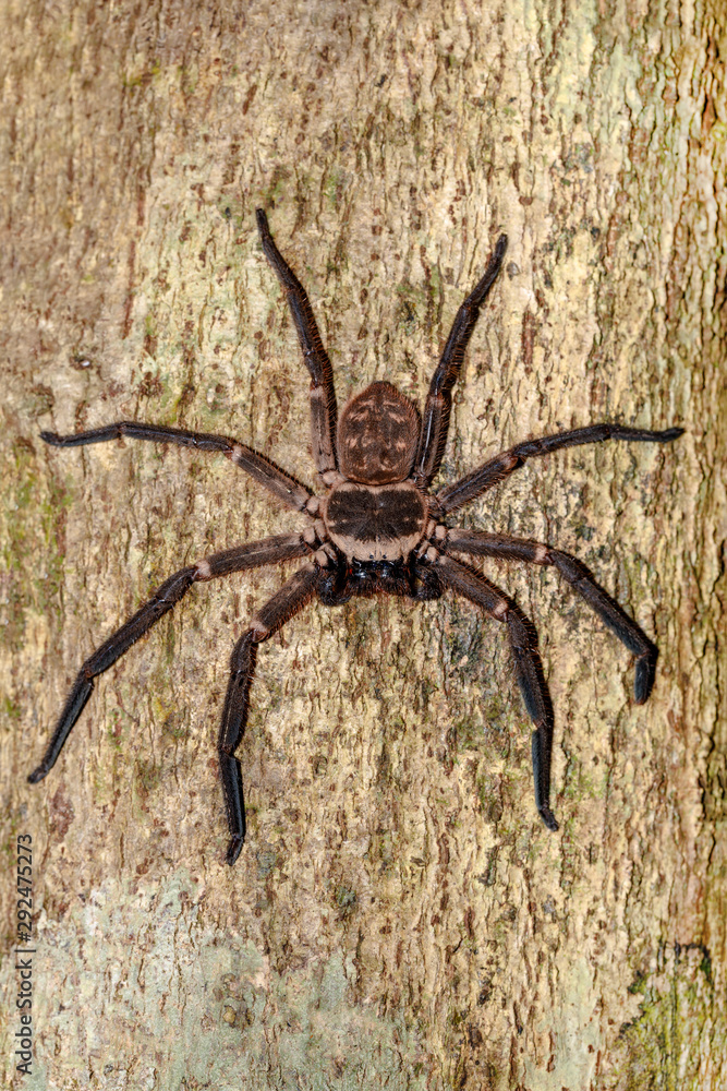giant spider huntsman on tree trunk. Huntsman spider is members of the ...