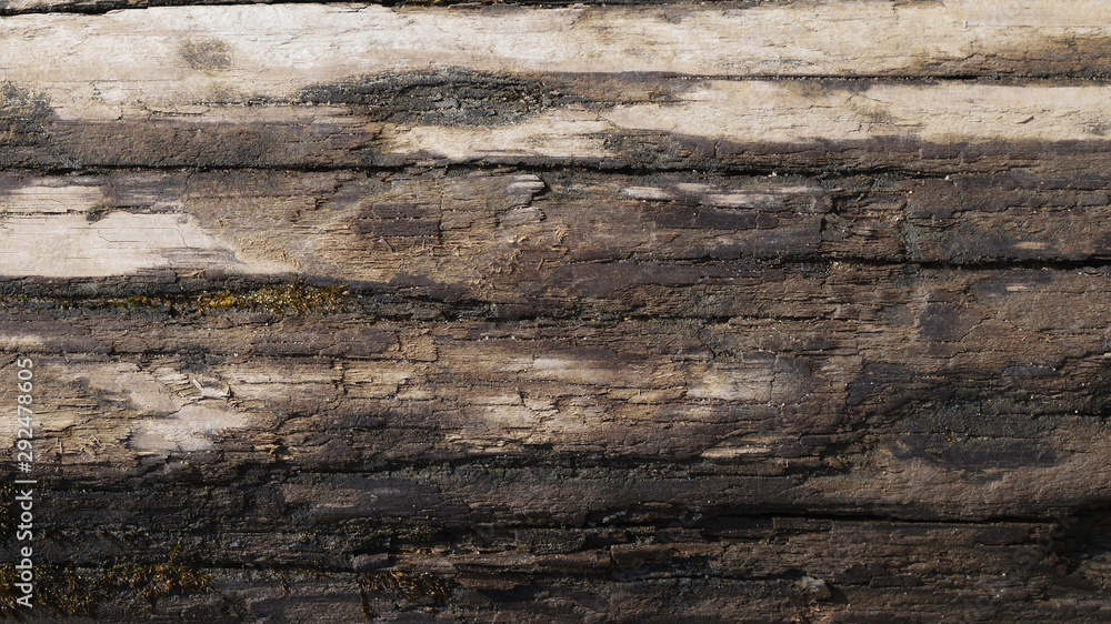 Old wet rotten tainted wood texture with some moss and grains of river ...