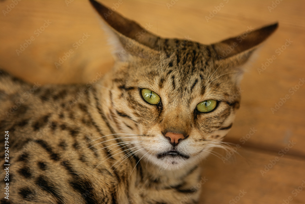 Leopardus pardalis Closeup of African Wild Cat, Felis libyca. Side view ...