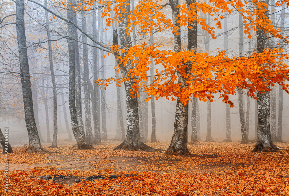 Autumn time. Colorful tree leaves, yellow, orange, red. Gorgeous view ...