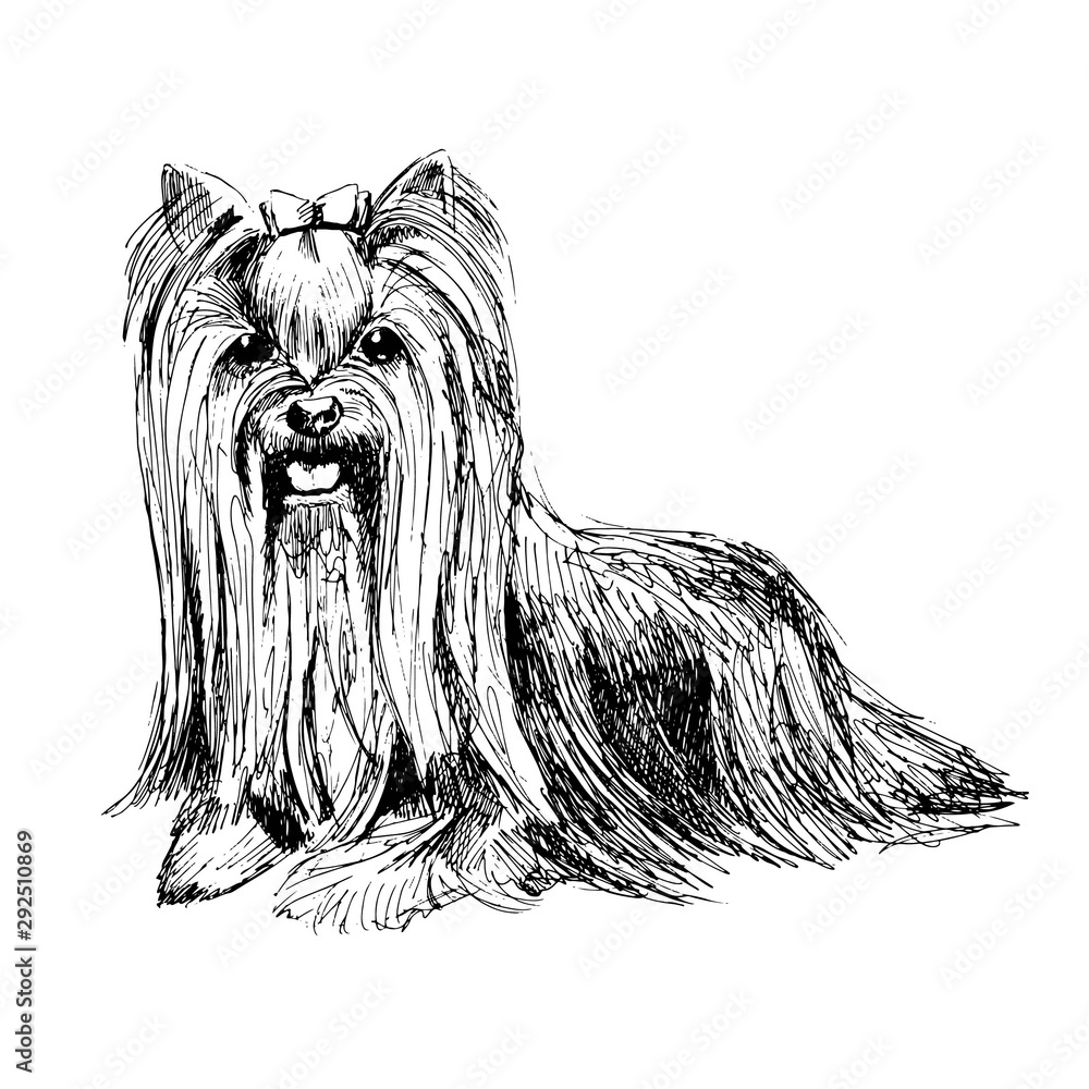 Yorkshire terrier illustration, drawing, engraving, ink, line art ...