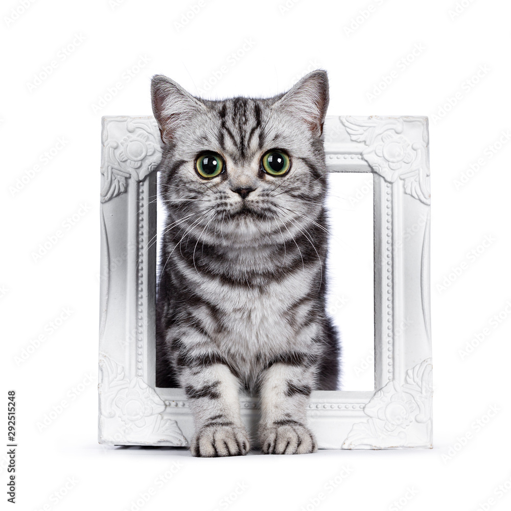Cute silver tabby blotched British Shorthair kitten standing front view ...