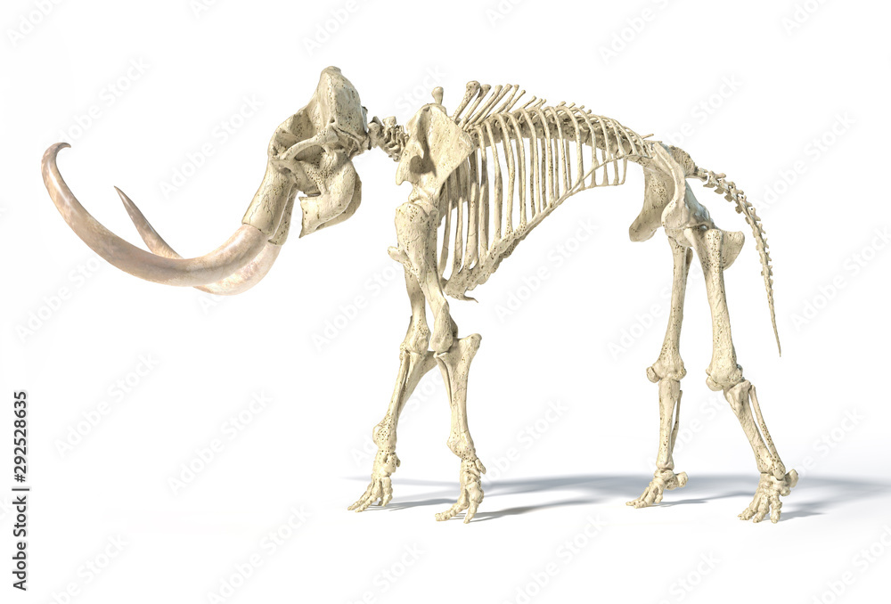 Woolly mammoth skeleton, realistic 3d illustration, side view. Stock ...