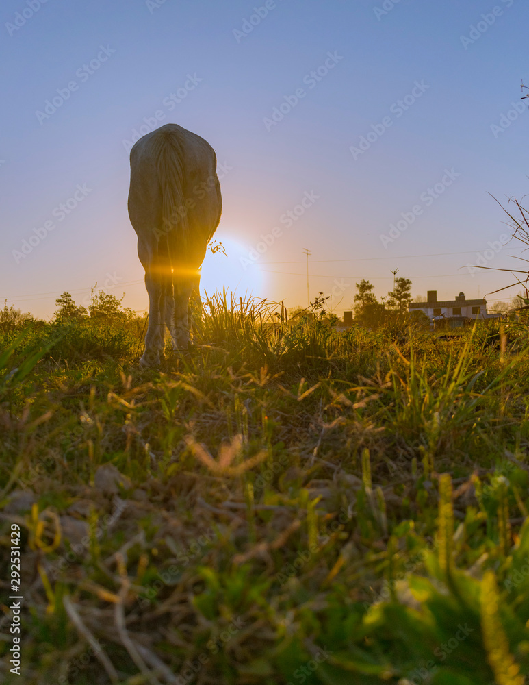 Caballo de Carga con el Sol Detrás al Atardecer de un Pueblo Humilde ...