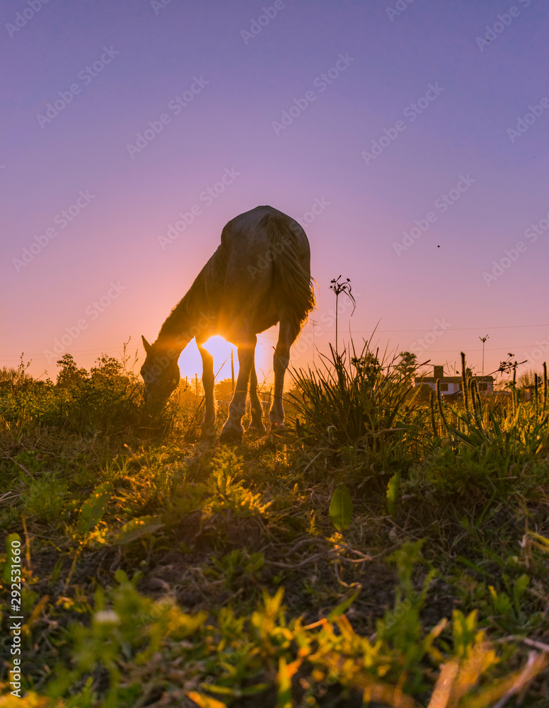 Caballo de Carga con el Sol Detrás al Atardecer de un Pueblo Humilde ...