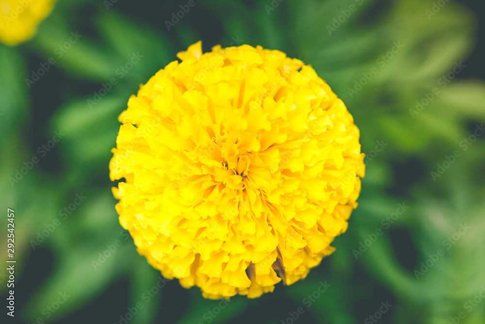 Yellow marigolds are large, beautiful in the garden as a product of ...