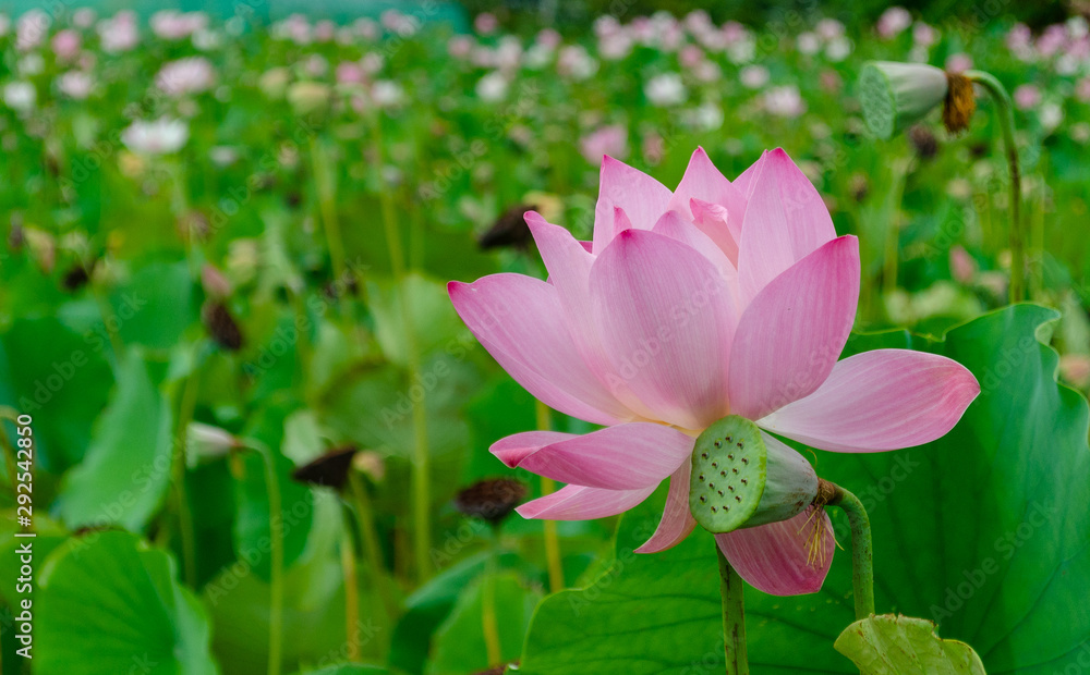 Lotus Flower Farm In The Philippines | Best Flower Site