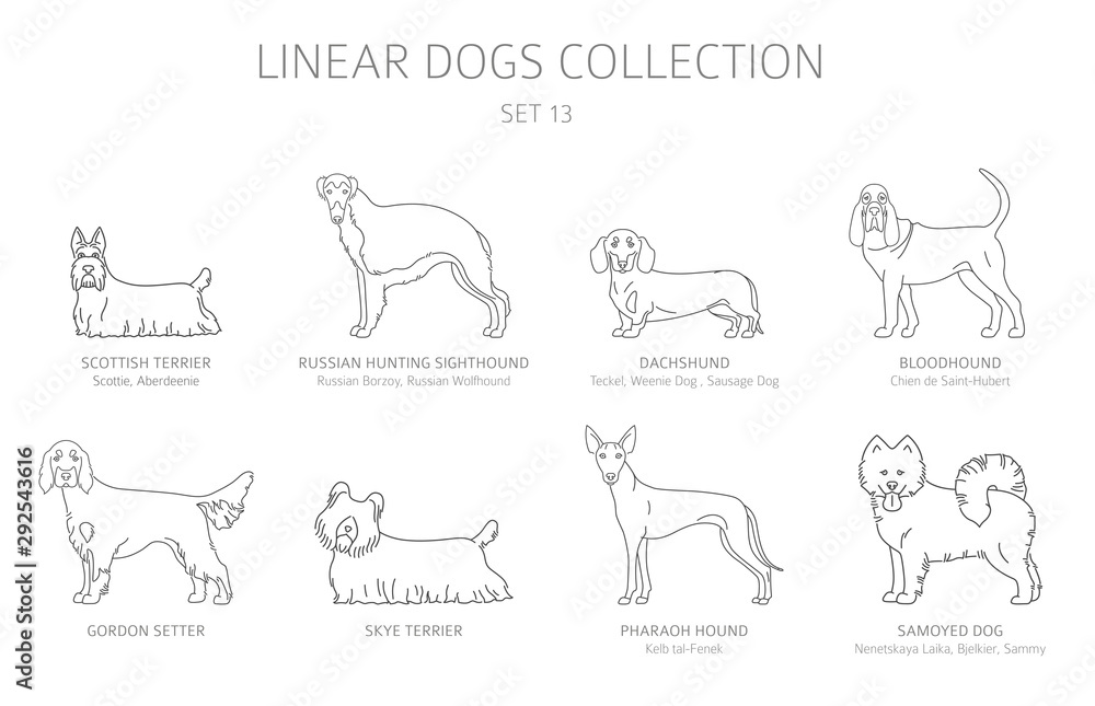 Simple line dogs collection isolated on white. Dog breeds. Flat style ...