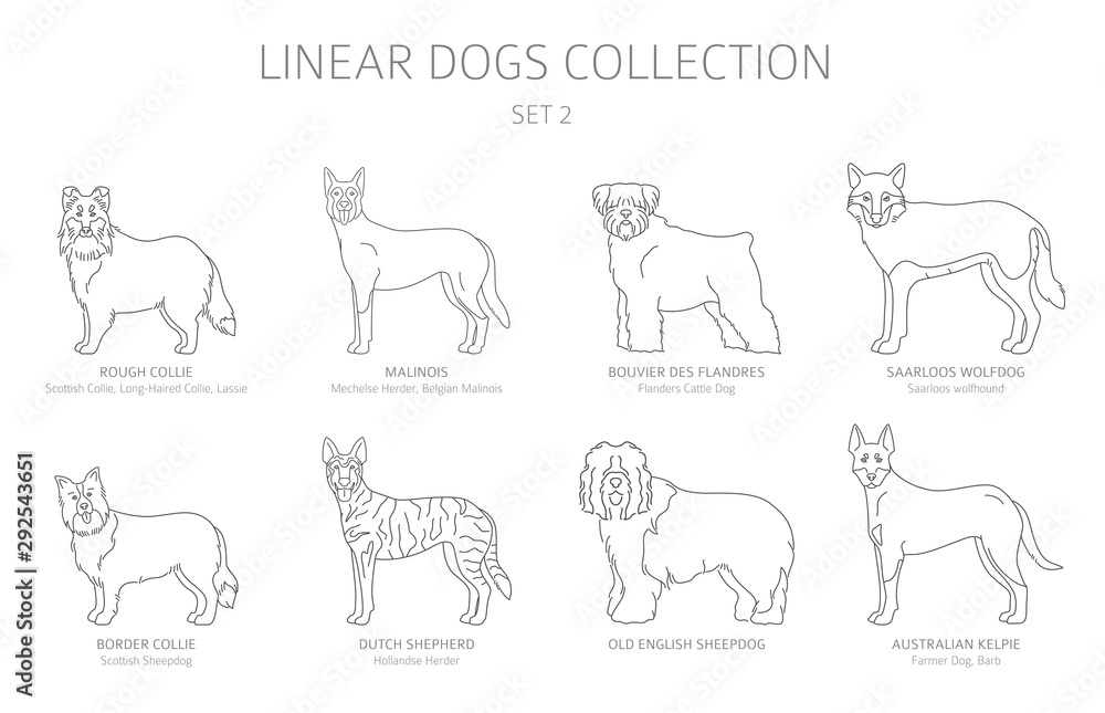 Simple line dogs collection isolated on white. Dog breeds. Flat style ...