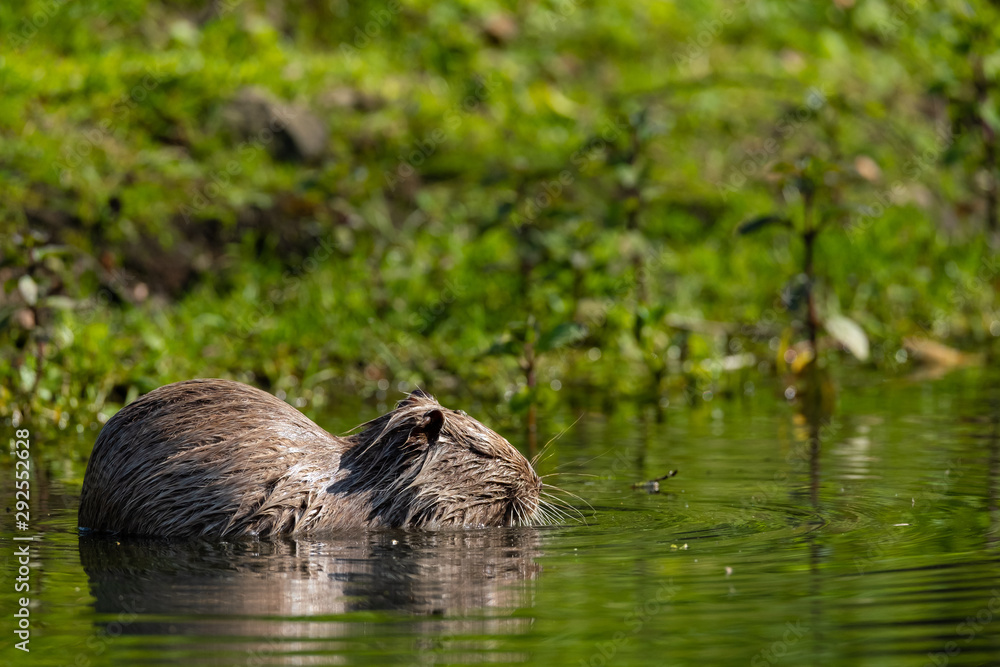 Coypu Nutria Myocastor Coypus Feeding Youtube
