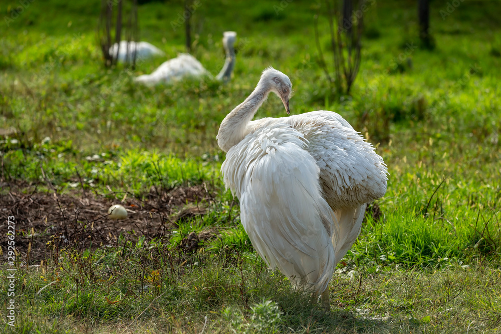 The greater rhea (Rhea americana) one of two extant species, native ...