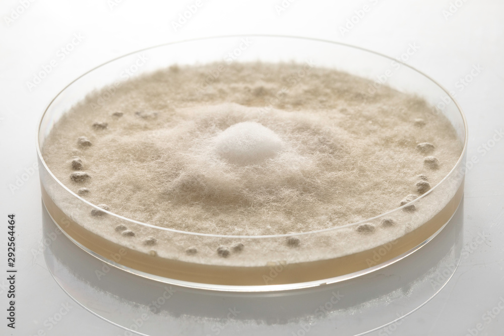 Petri dish with Botrytis cinerea sample with conidia and sclerotia ...