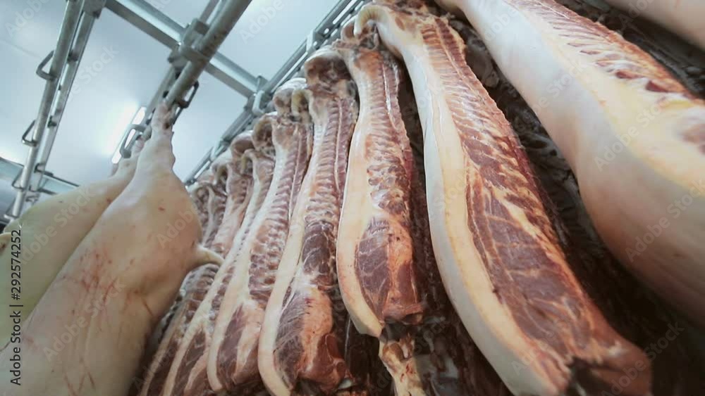 Carcasses of fresh pork hanging on hooks in the refrigerator. Slow ...