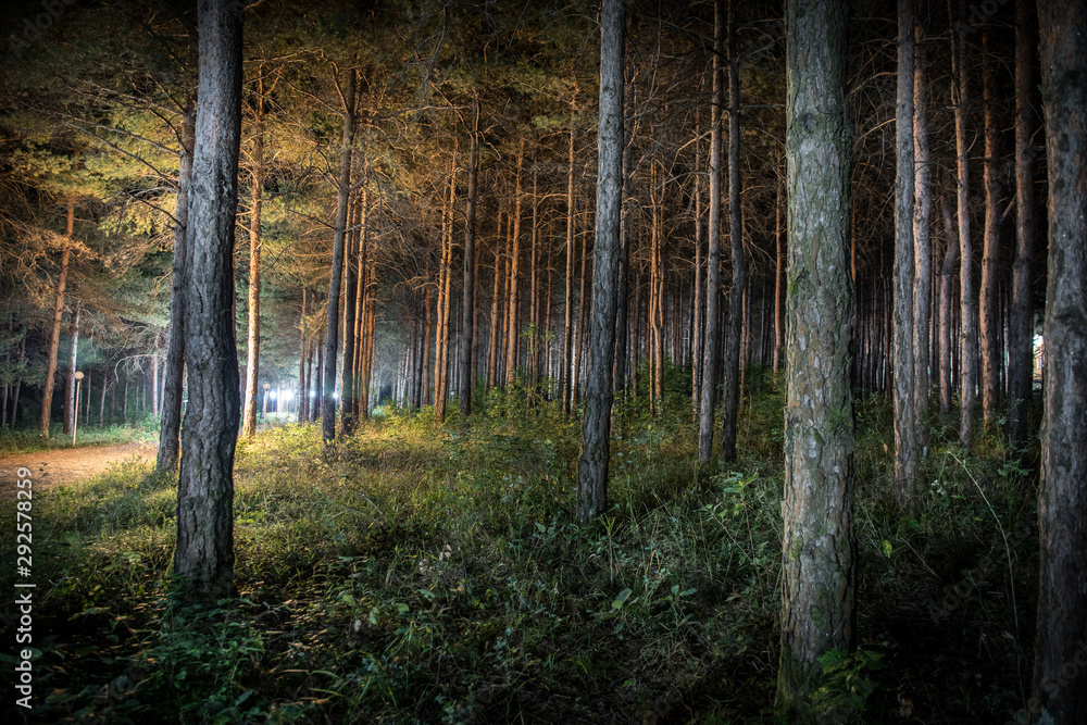 magical lights sparkling in mysterious forest at night. Pine forest ...