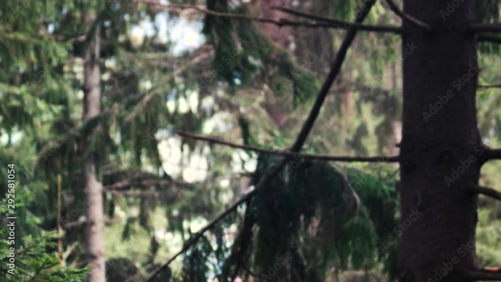 Foresters felling trees in the forest. View of falling pine tree in the ...