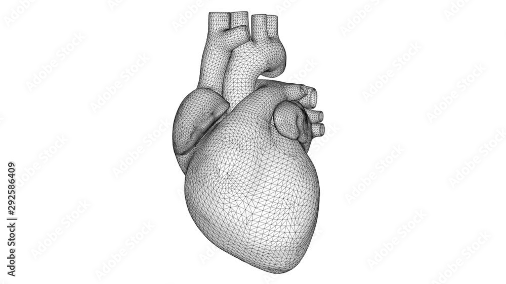 White 3D wireframe heart beats. Polygon Human heart on white background ...