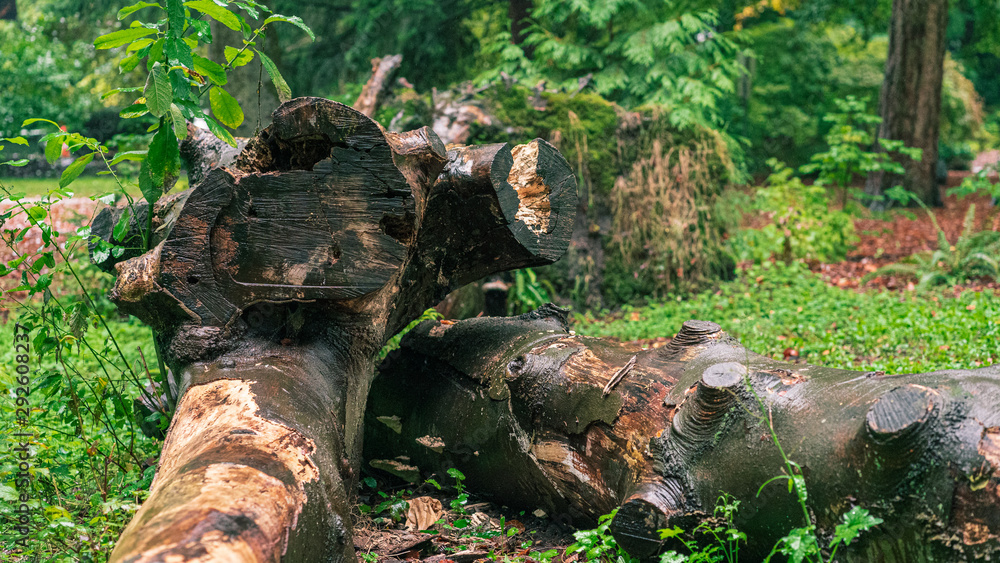 Beautiful Fallen Tree Log with Moss and Greenery in Vancouver British ...