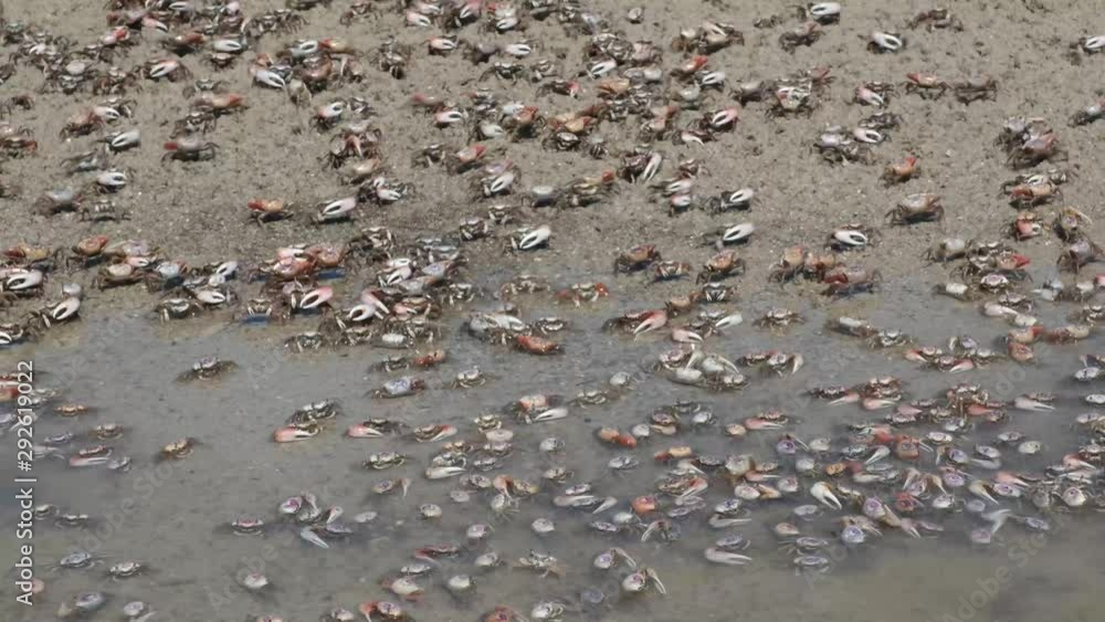 Fiddler crabs sifting food particles from the muddy sand at an inlet in ...
