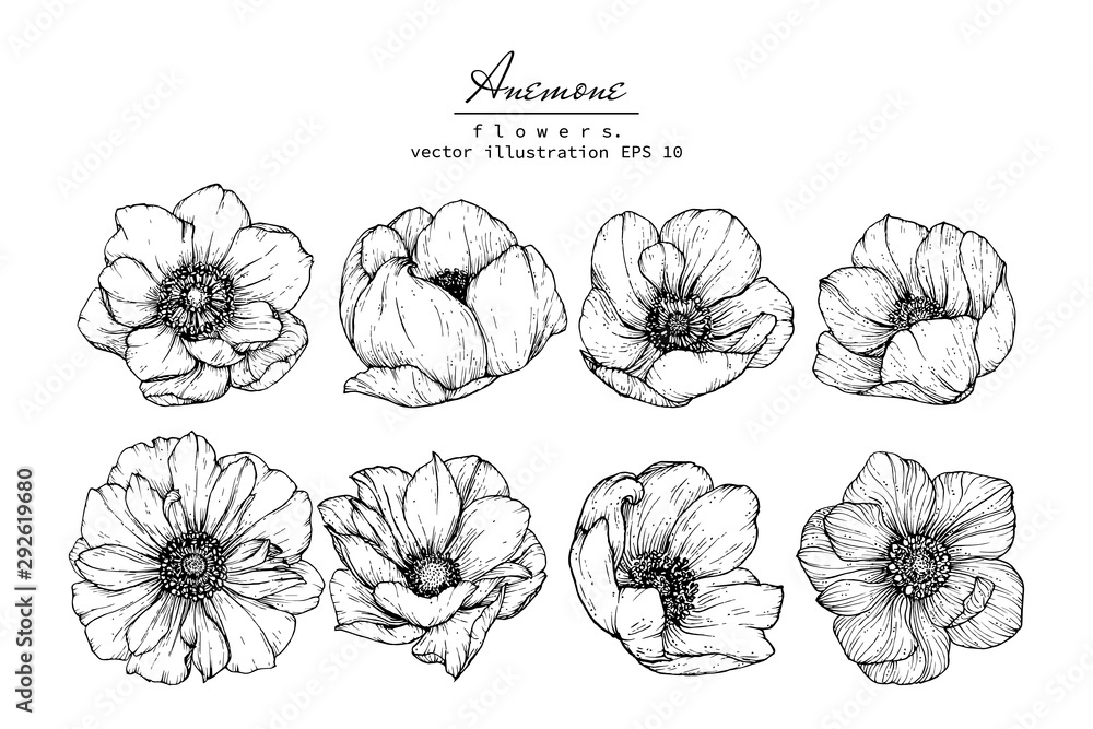 Sketch Floral Botany Collection. Anemone flower drawings. Black and ...