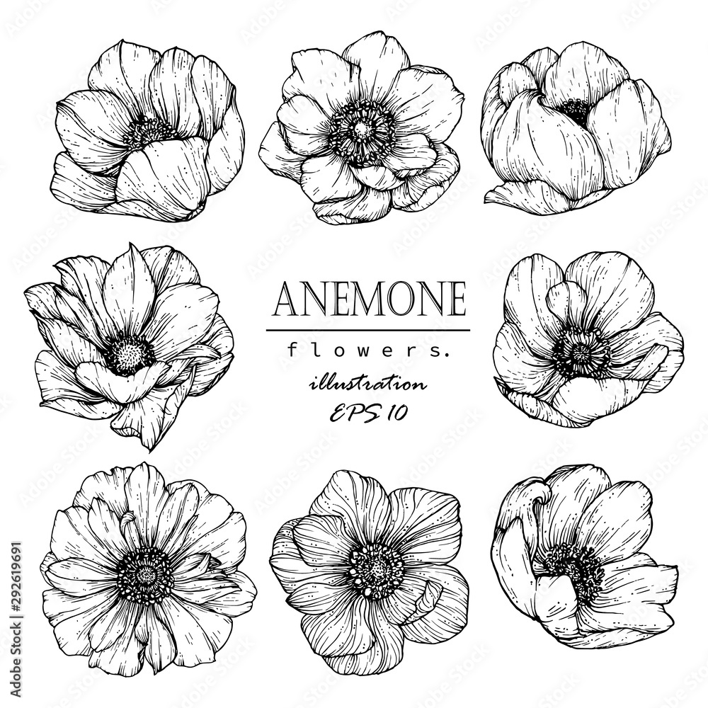 Sketch Floral Botany Collection. Anemone flower drawings. Black and ...