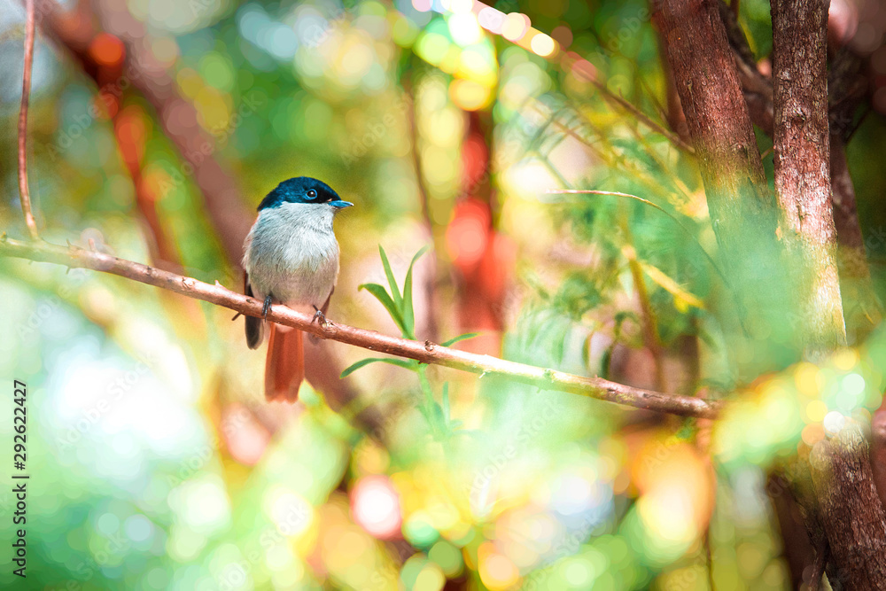 Small endemic songbird from Reunion Island called Zoizo La Vierge or ...