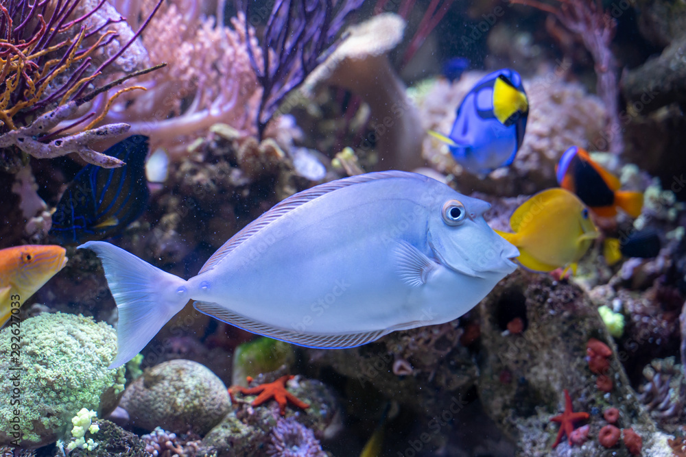 Bluespine Unicorn Tang..(Naso unicornis) ..strange fish from Pacific ...