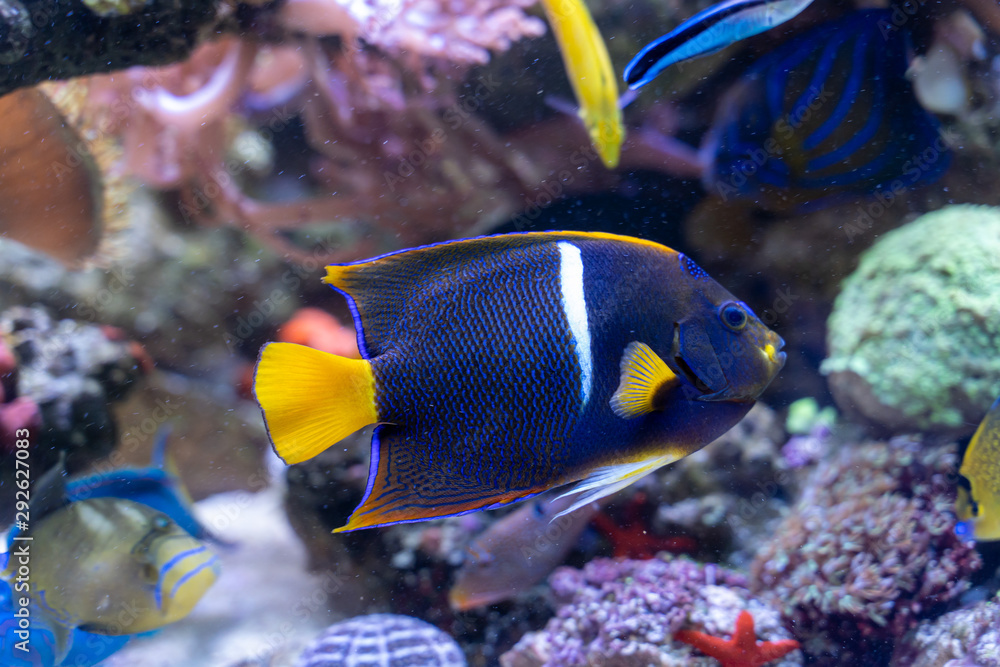Passer Angelfish