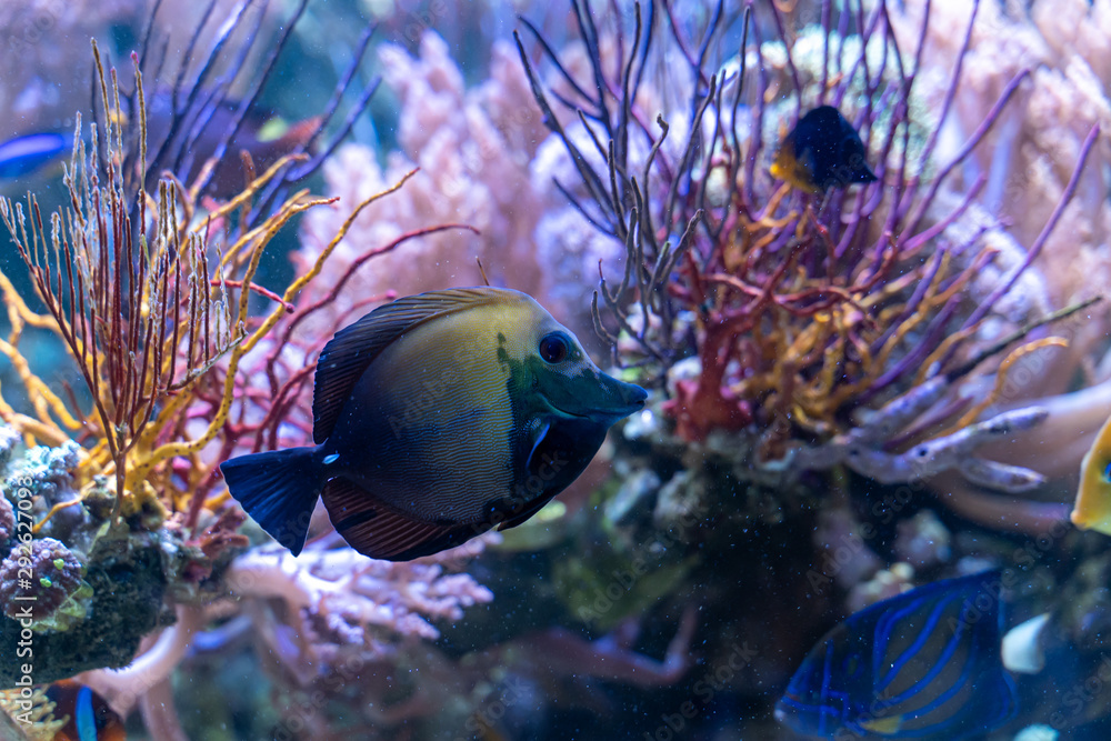 Aberrant scopas tang(Zebrasoma scopas) rare ornamental marine fish ...