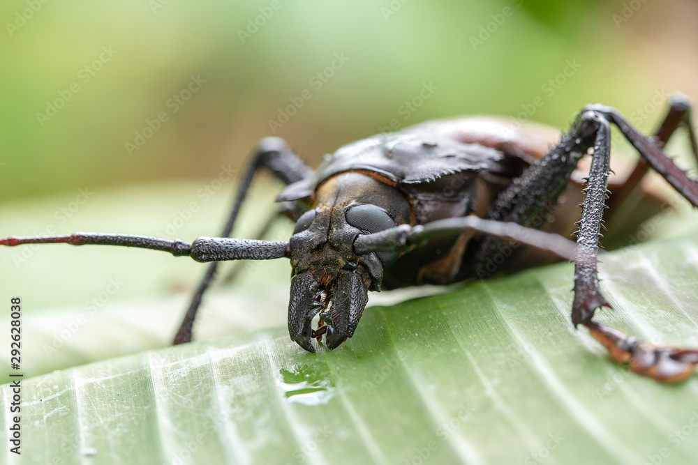 Giant Fijian longhorn beetle from island Koh Phangan, Thailand. Closeup ...