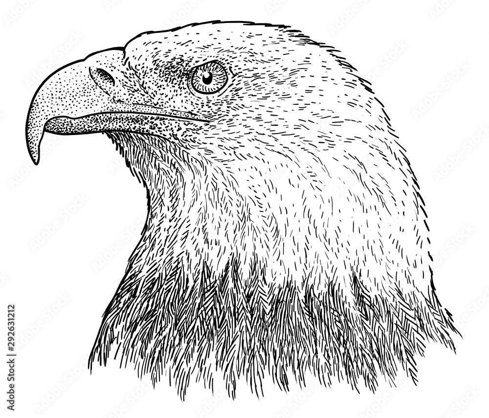 Bald eagle portrait illustration, drawing, engraving, ink, line art ...