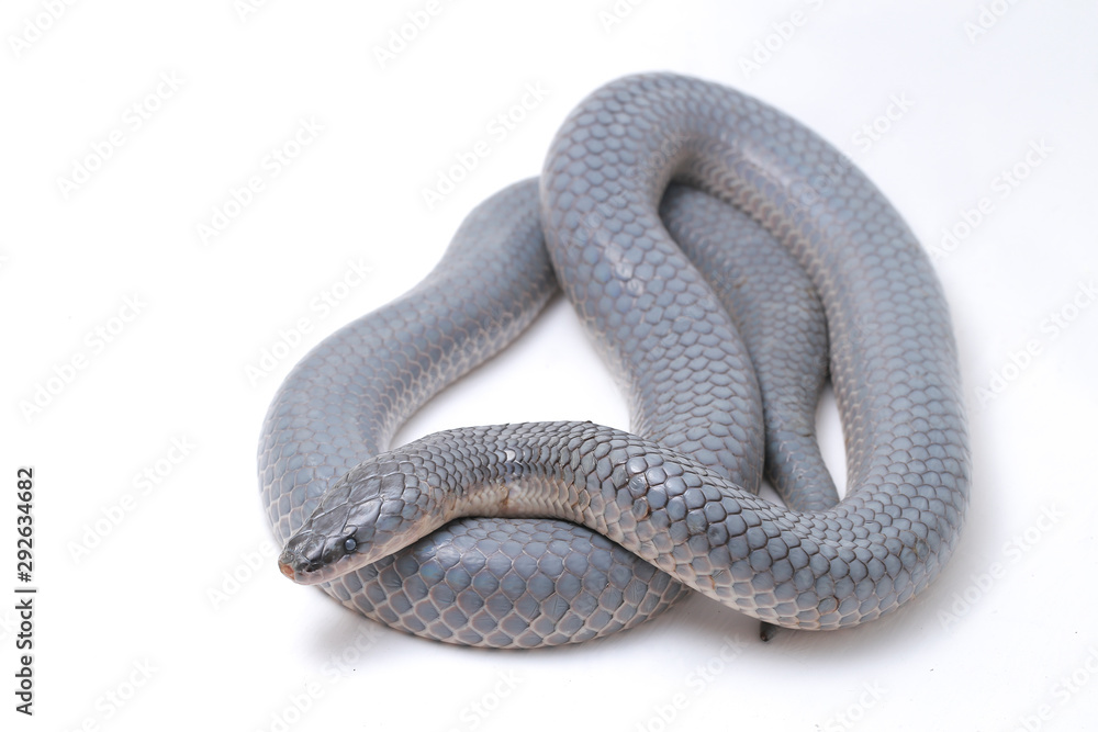 Xenopeltis unicolor Shedding it's Skin,Common names: sunbeam snake is a ...