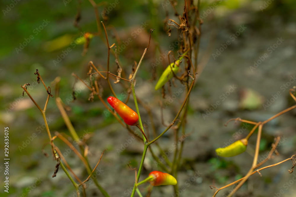 Xiaomi spicy, also known as Xiaomi pepper, is produced in Yunnan, China ...