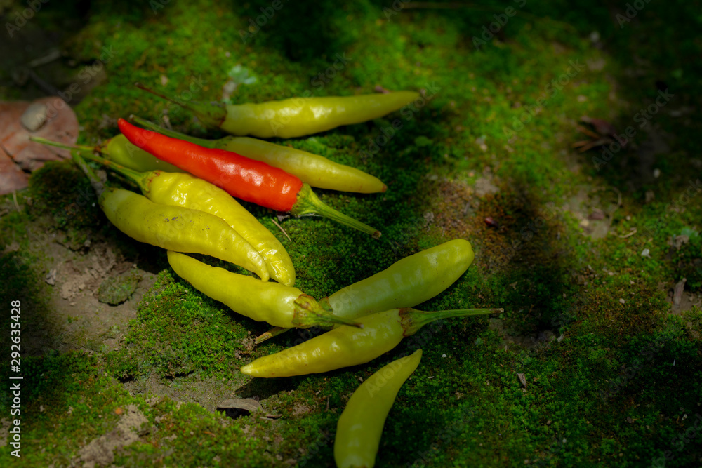 Xiaomi spicy, also known as Xiaomi pepper, is produced in Yunnan, China ...