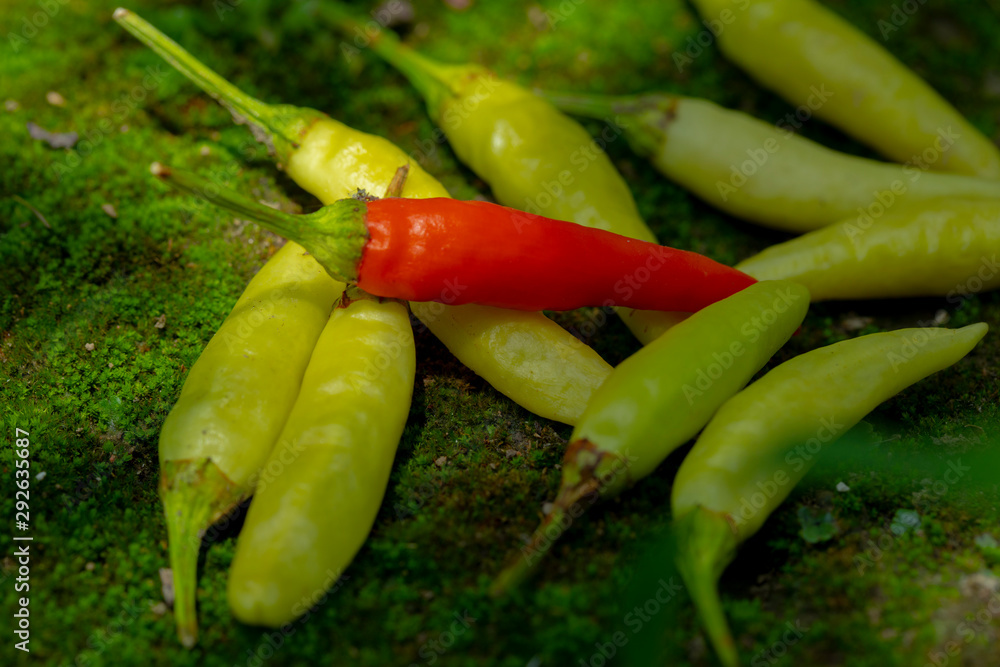 Xiaomi spicy, also known as Xiaomi pepper, is produced in Yunnan, China ...