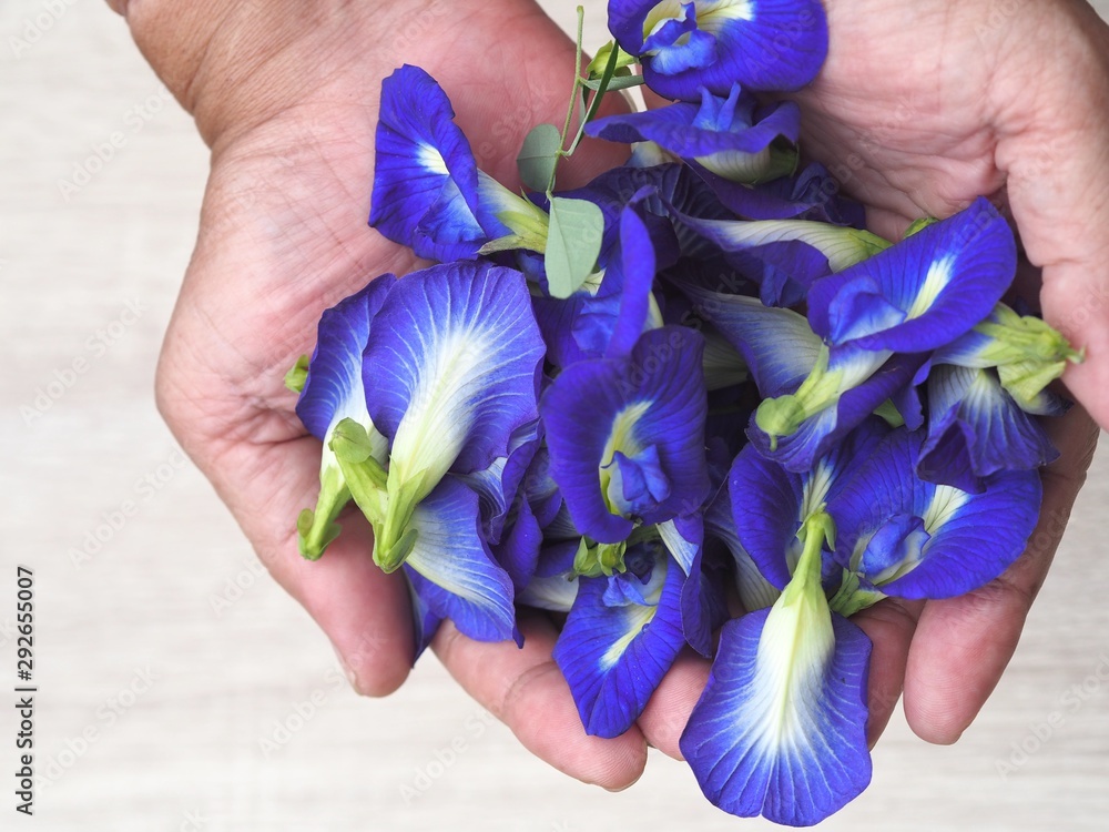 Foto de Blue color of anthocyanin butterfly pea natural acid and base ...