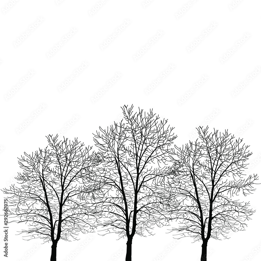 Vector image of black trees. Big tall trees in black on a white ...