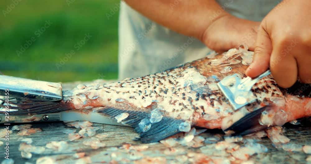 Young man cleans fish for cooking food. Remove the scales from fresh ...