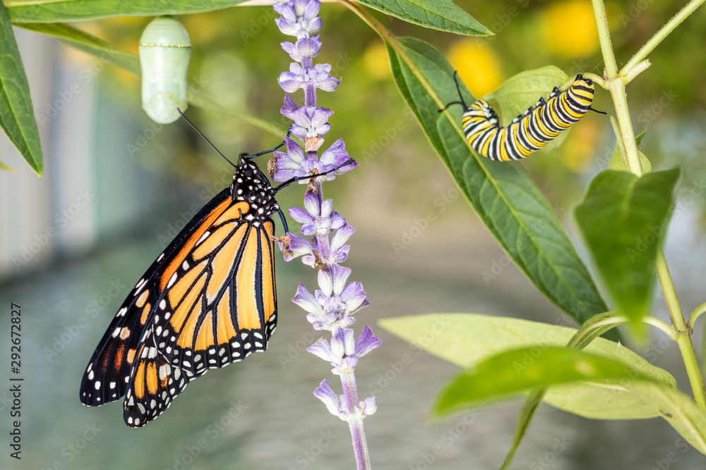 Monarch Trinity: Chrysalis, caterpillar and butterfly, Danaus Plexippus ...