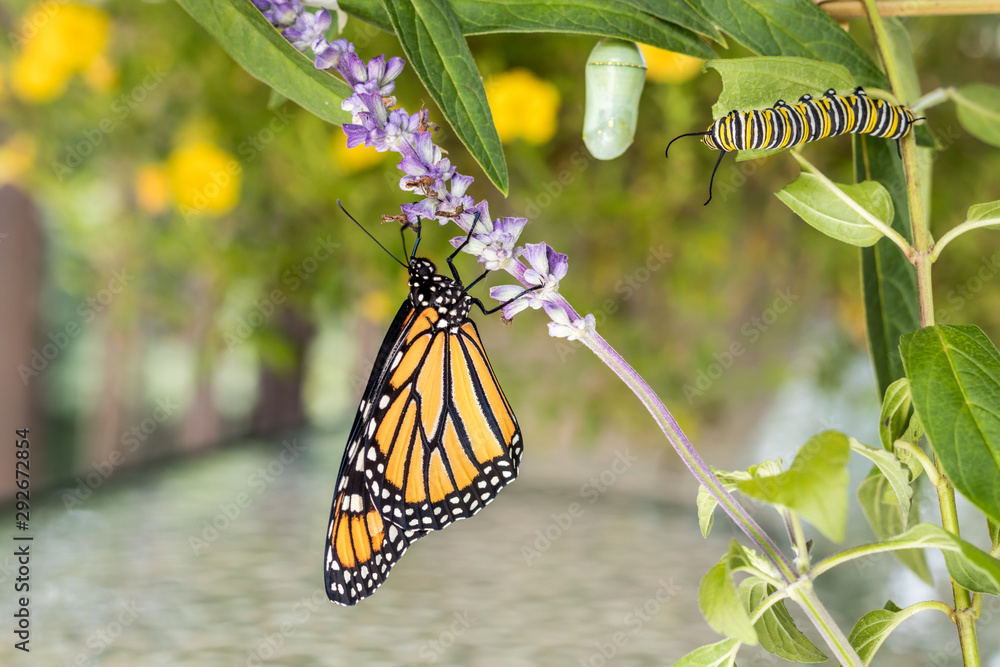 Monarch Trinity: Chrysalis, caterpillar and butterfly, Danaus Plexippus ...