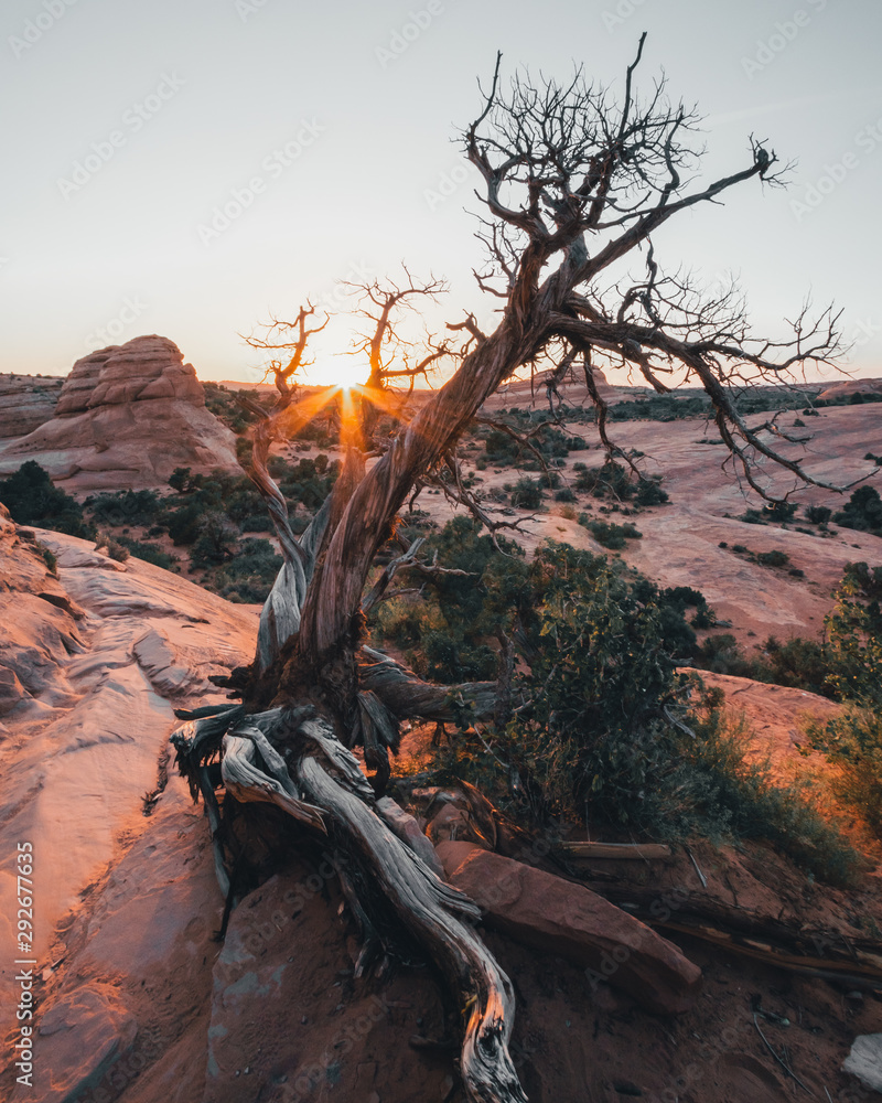 Arches National Park, eastern Utah, United States of America, Delicate ...