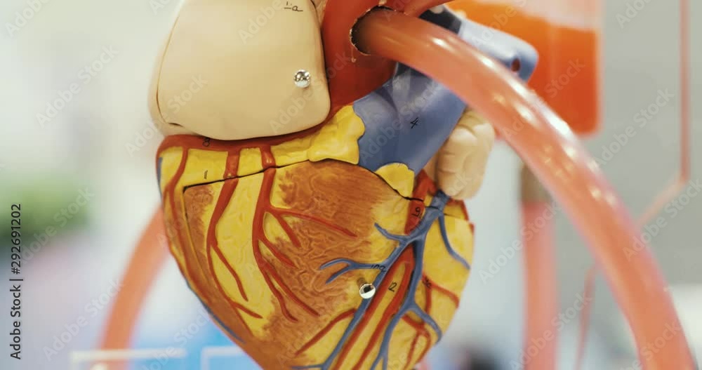 Closeup anatomical educational functioning robotic heart toy model for ...