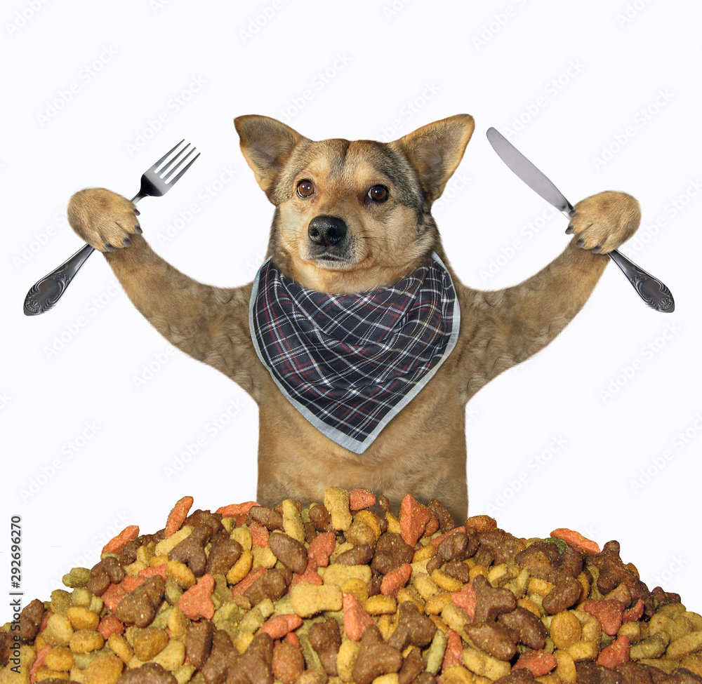 The dog in a neck napkin with a knife and a fork sits in front of the a ...