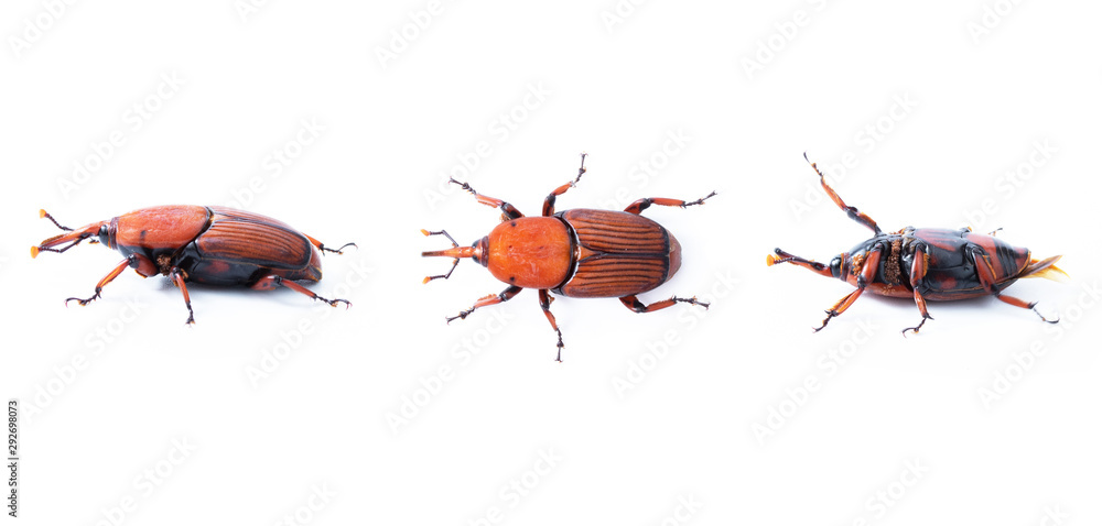 Red palm weevil insect coconut tree destroy on white background Stock ...