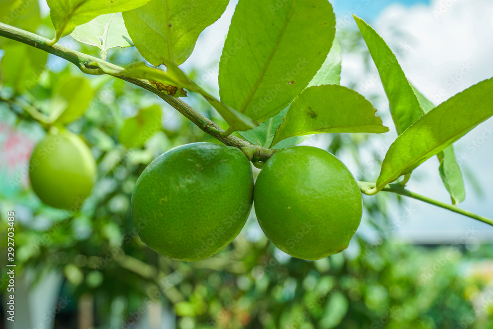 Green Lemons tree in the garden with green blur background. Green Lemon ...